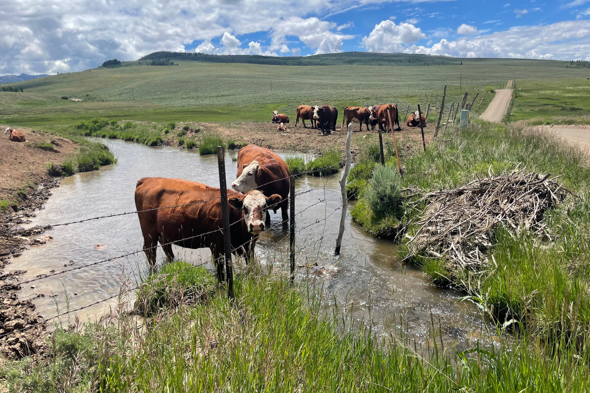 After 20 Years Of Drought, Western Slope Ranchers Face A Choice — Keep ...
