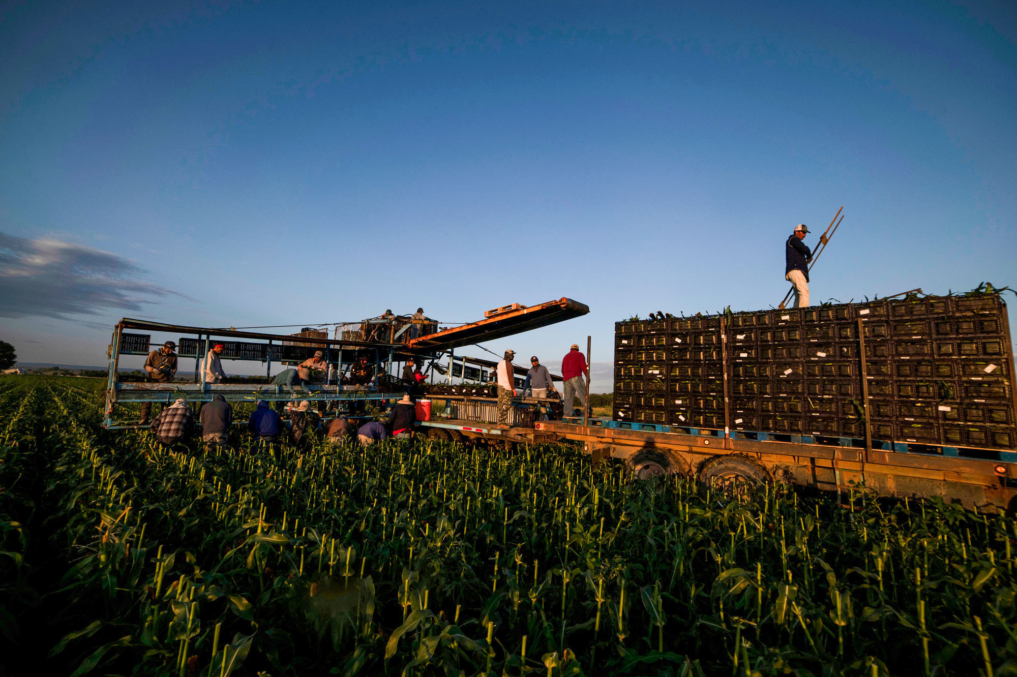 It’s Back: Olathe Sweet Corn Hits Shelves As Summer’s Harvest Beckons ...