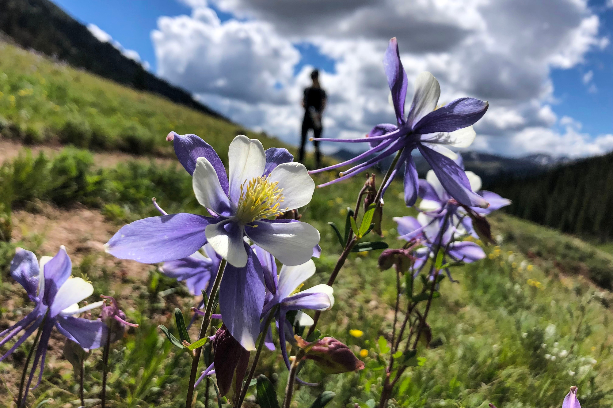 Colorado Blue Columbine