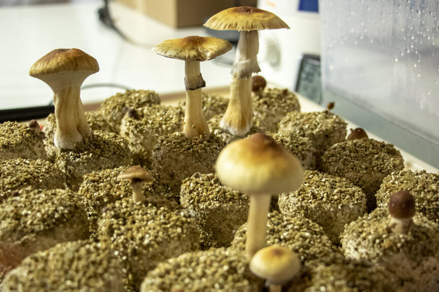 Coloradans voted to legalize psilocybin. What’s next? | Colorado Public Radio