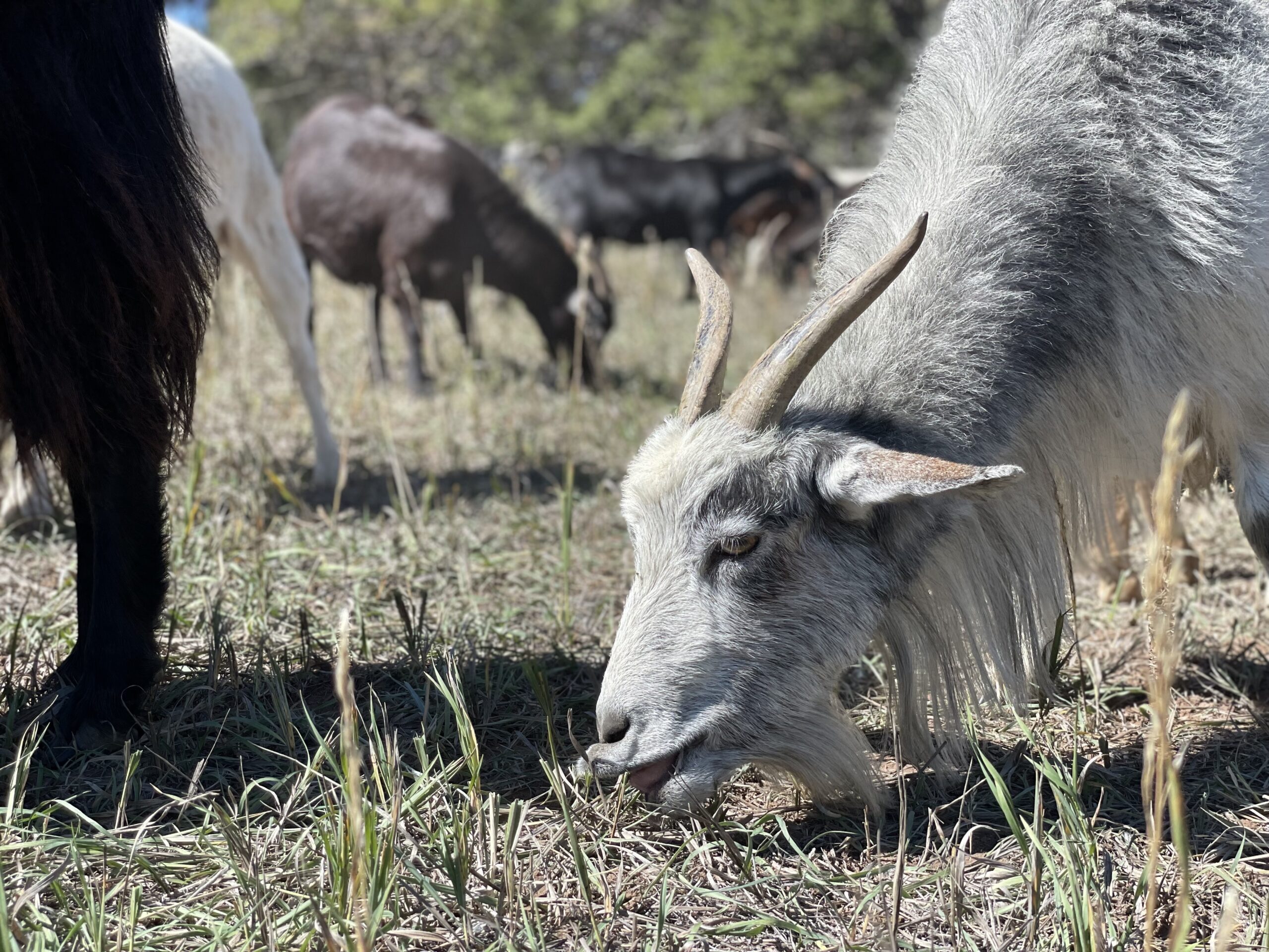 Goats And Their Poop: Bureau Of Land Management Hopes Horned Allies Can ...