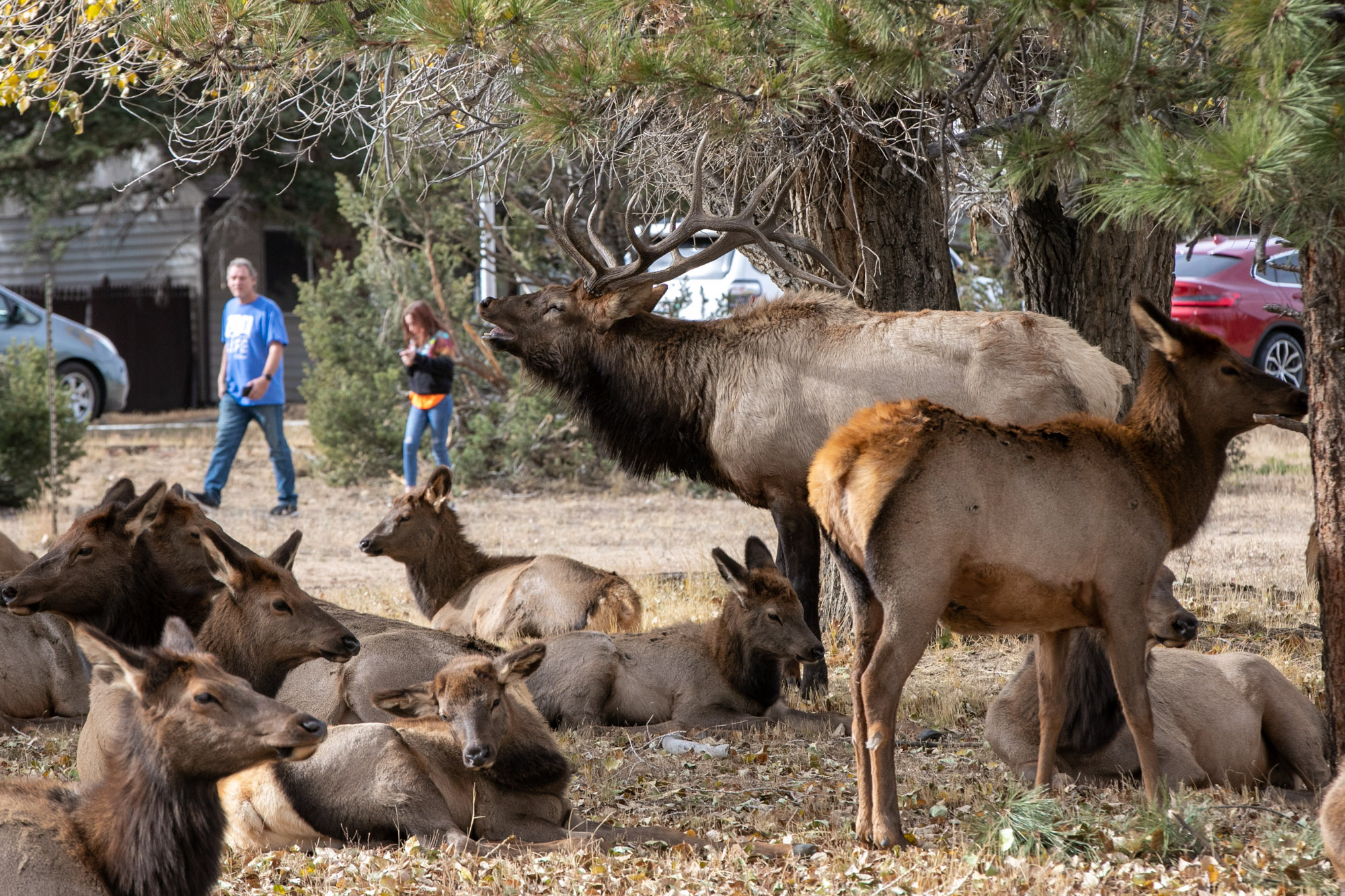 “Unprecedented” third elk attack in Estes Park