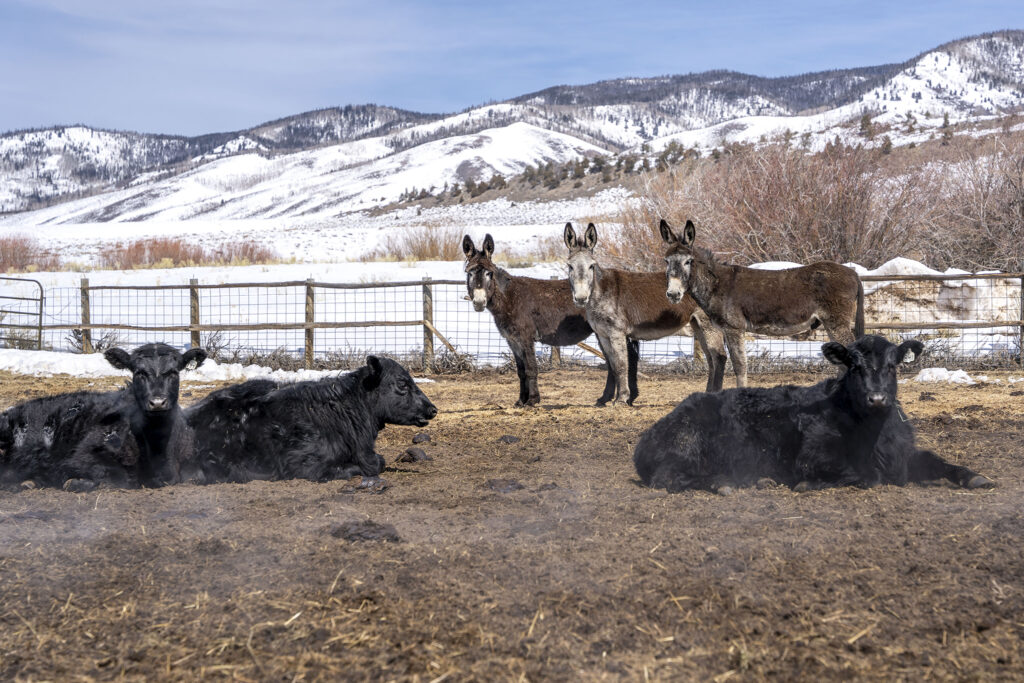 The latest line of defense against wolves on this Colorado ranch? Guard ...