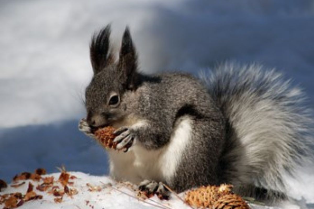 Abert's Squirrel | Colorado Public Radio