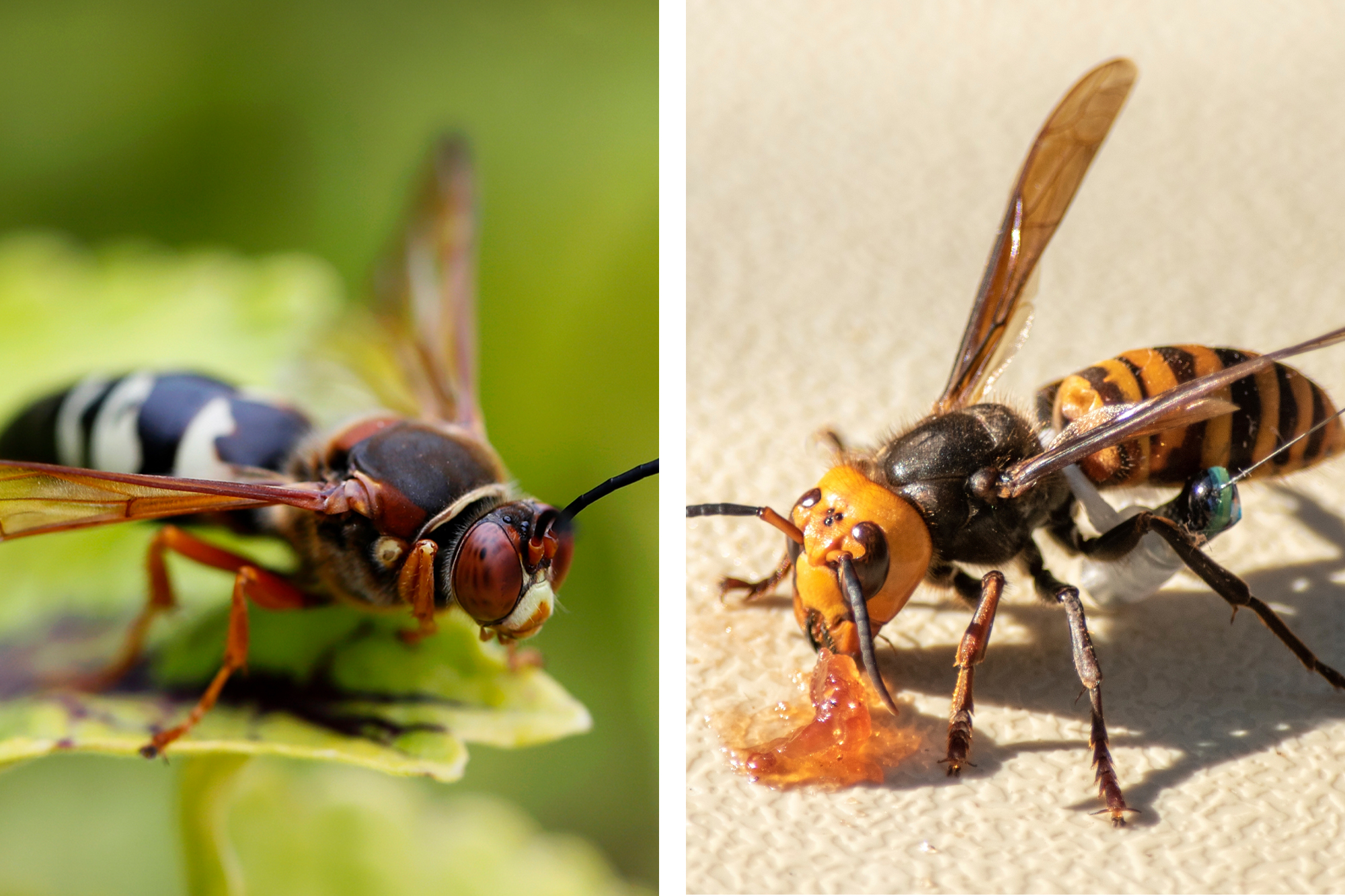 Don’t worry, Colorado. Those giant flying bugs aren’t murder hornets ...