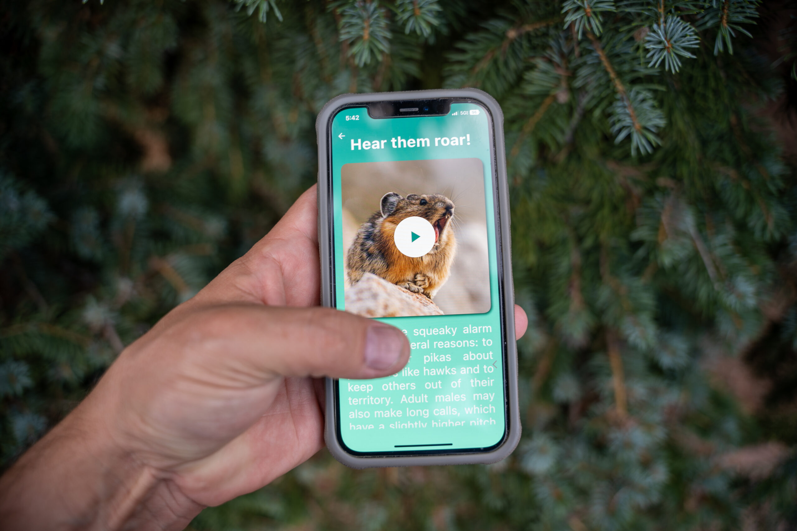 Squeak! Squeak! You can track Colorado’s climate-threatened pikas with ...