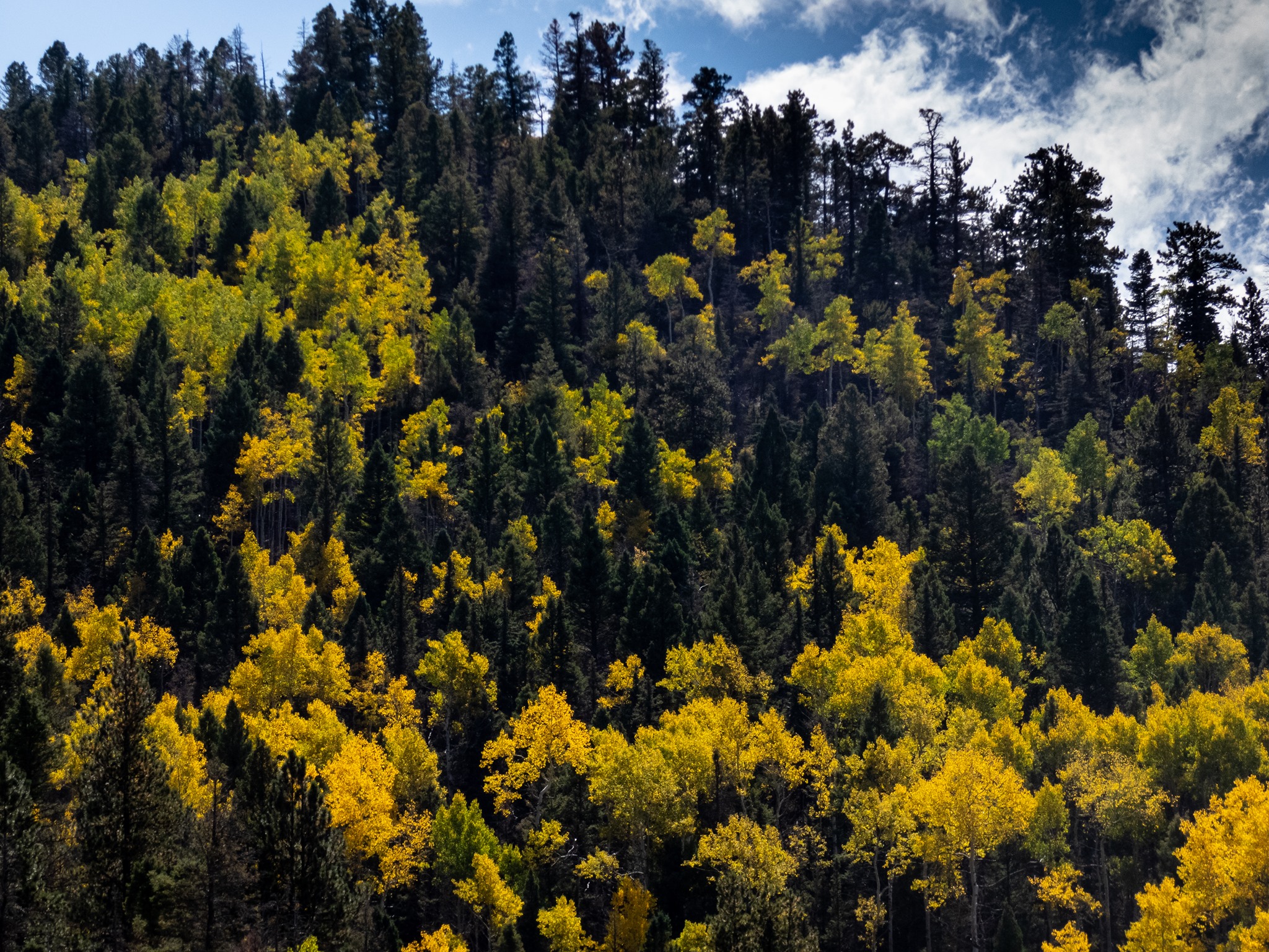 Autumn is upon us! But the fall colors might be a little less bright in ...