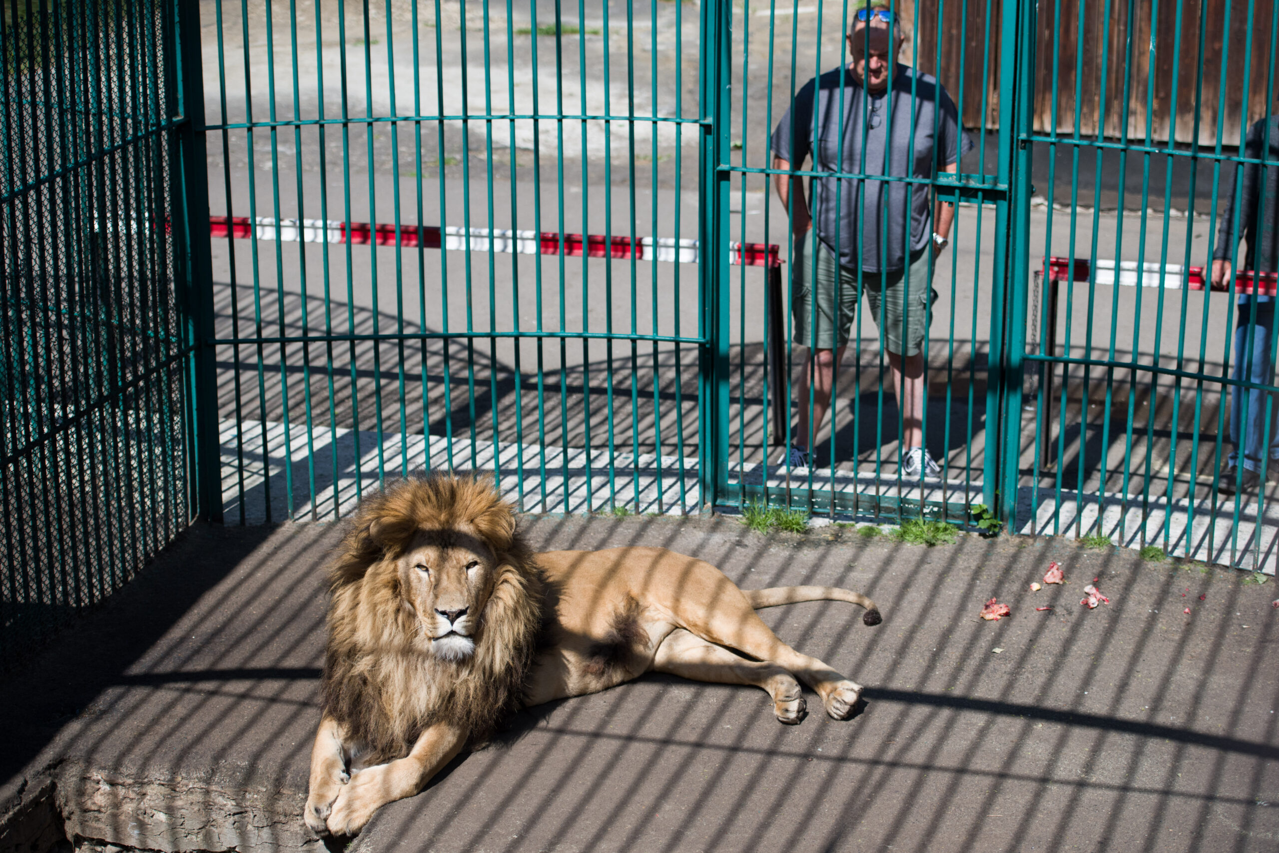 Nine lions from war-torn Ukraine now call Colorado home after airlift ...