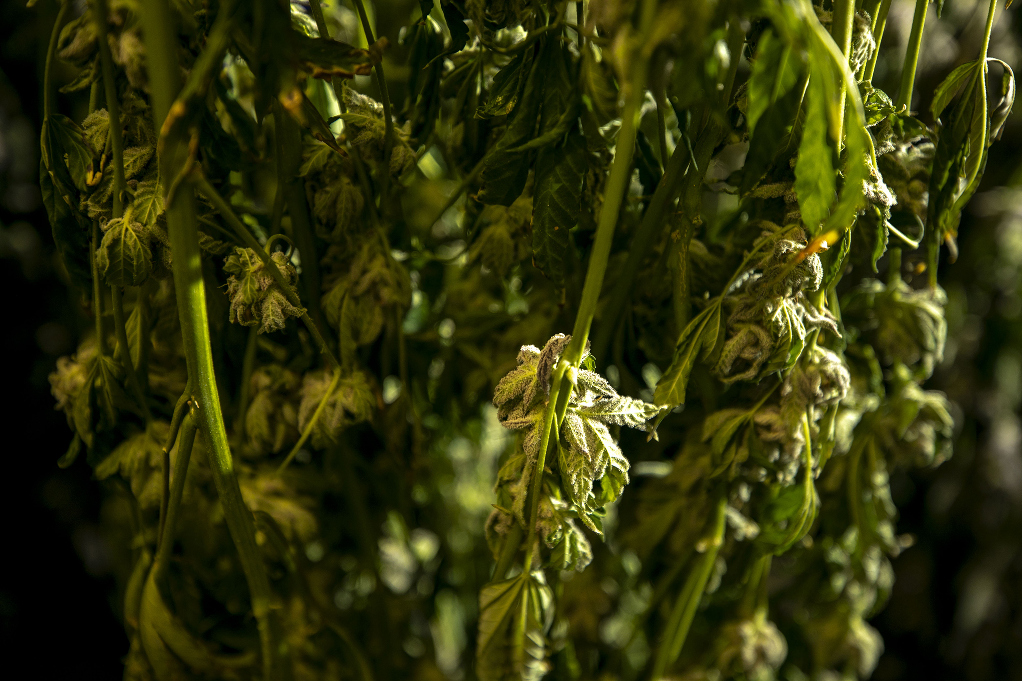 Veteran and cannabis business owner sue Colorado Springs over revote on ...