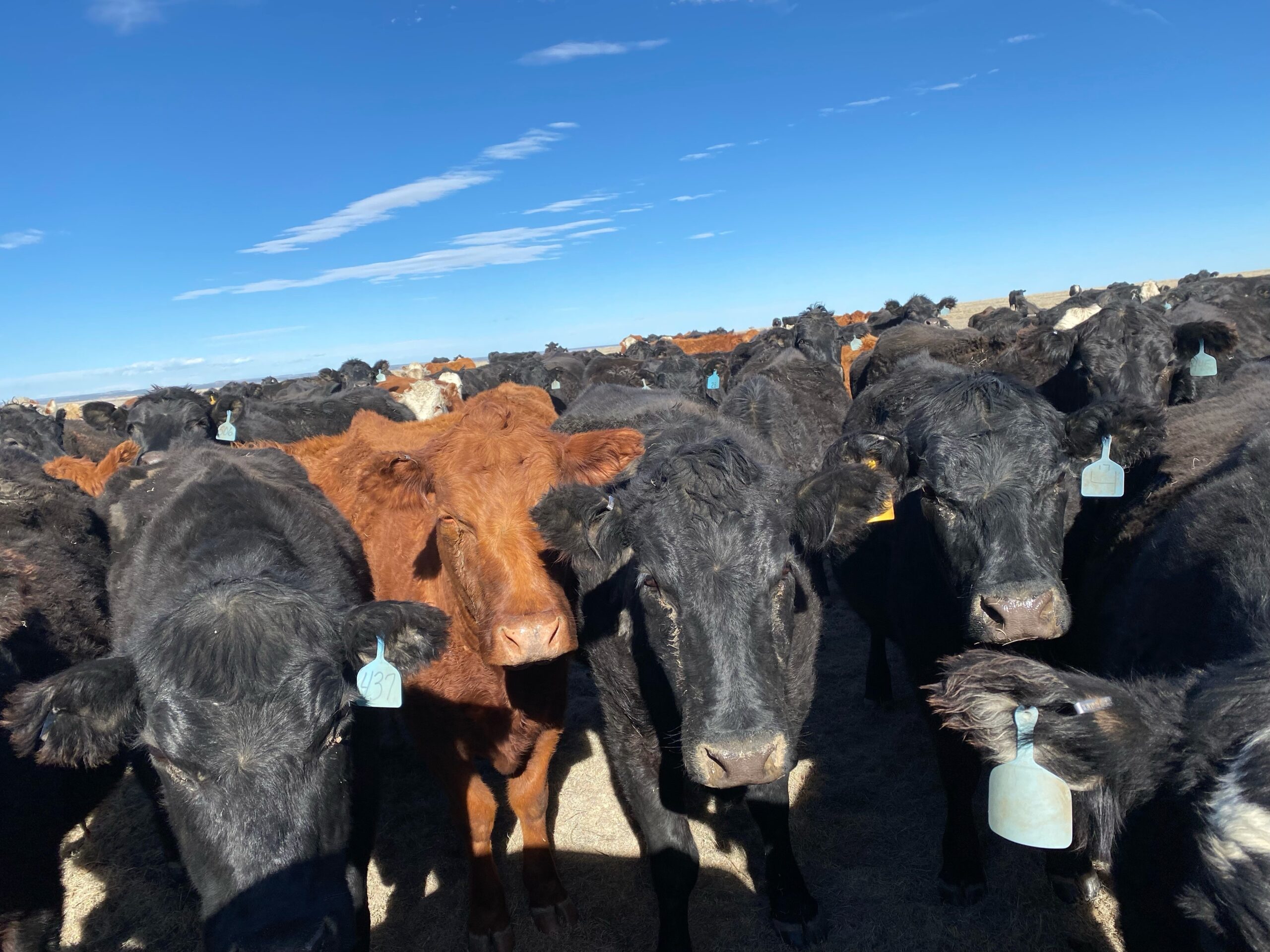 ‘A major undertaking’: Authorities say it’s not easy to steal 80 head ...