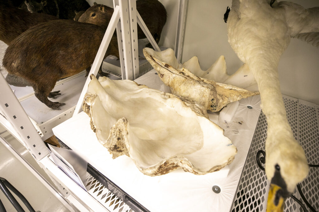 Meet the giant clam at the Denver Museum of Nature and Science that ...