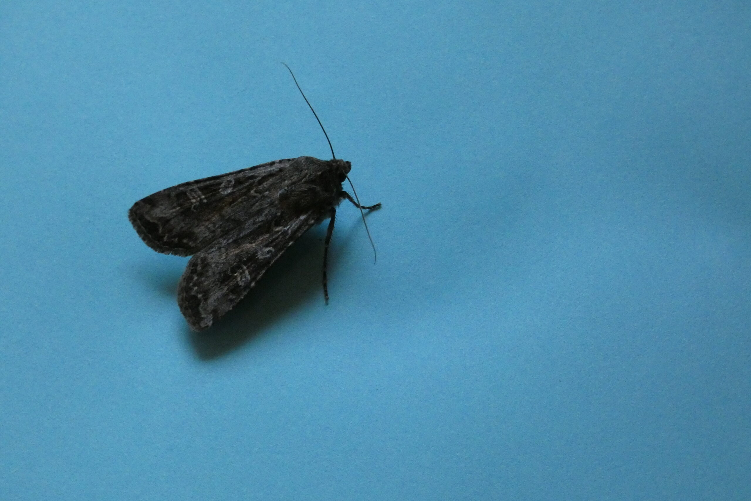 Miller moths 101: Migration patterns, their role as pollinators and why ...