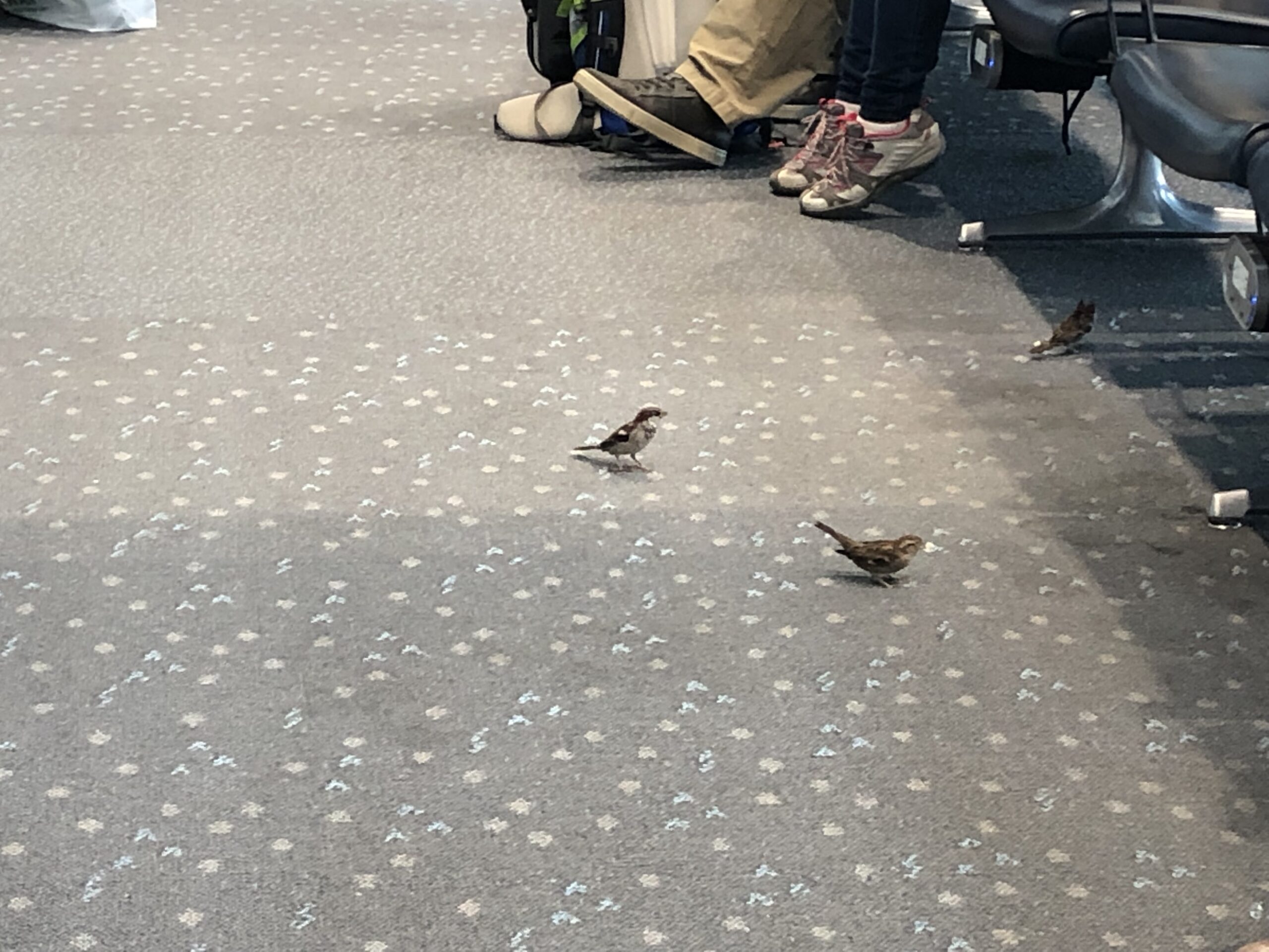 How do birds get inside Denver International Airport? | Colorado Public ...