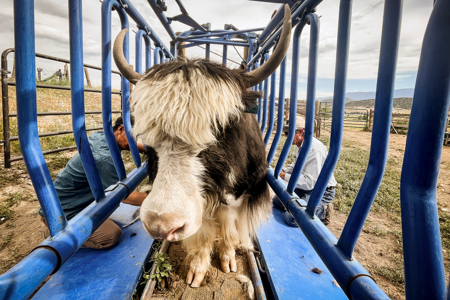 ‘At home with the yaks’: This Ridgway family has made these beloved ...
