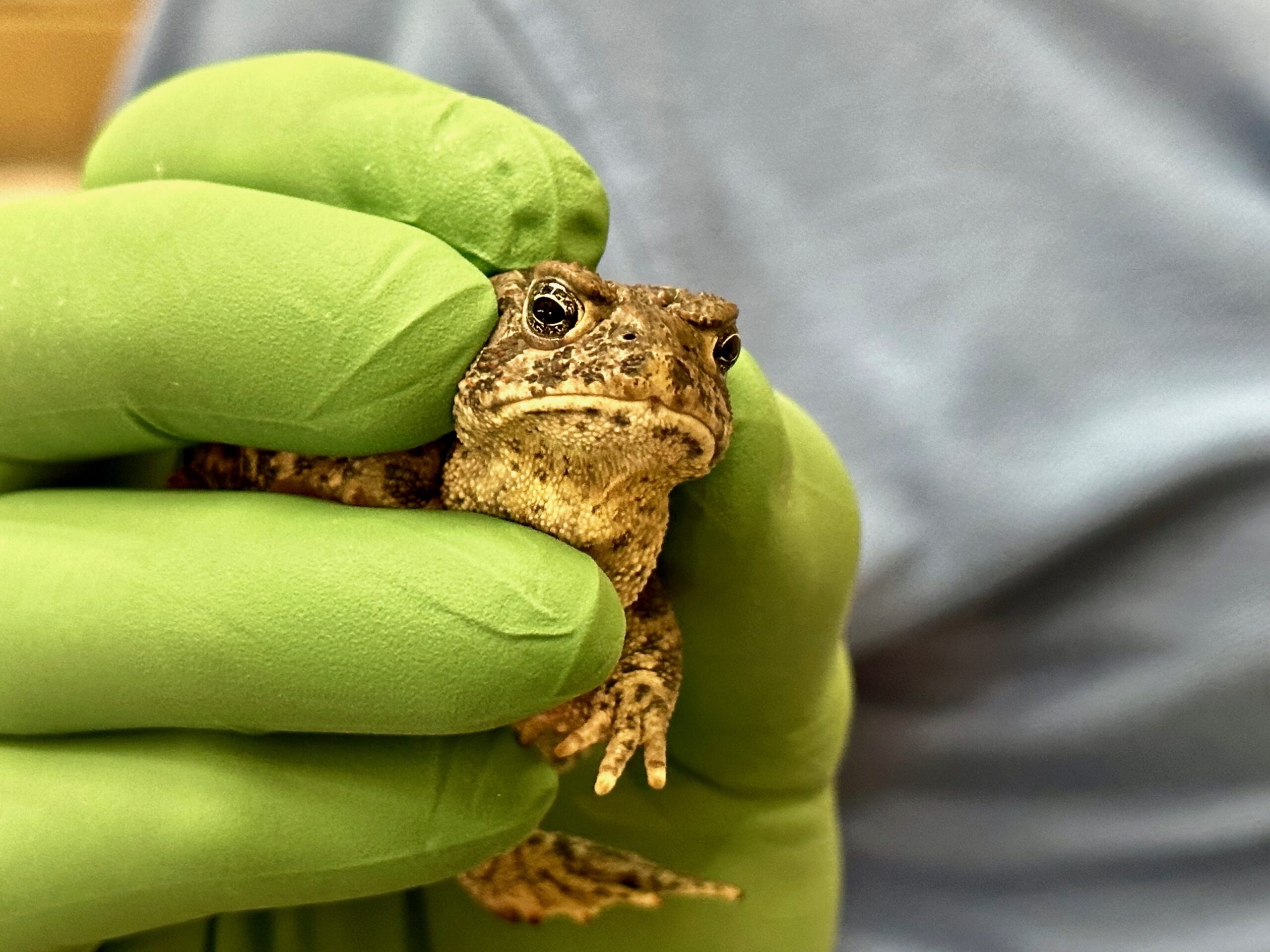 How the Cheyenne Mountain Zoo is working to help save a rare toad ...