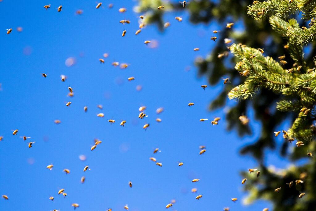 Up in the air: Colorado research shows flying insects struggling to ...