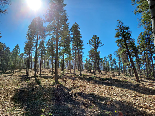 Progress made in large mitigation project in hopes of protecting ...