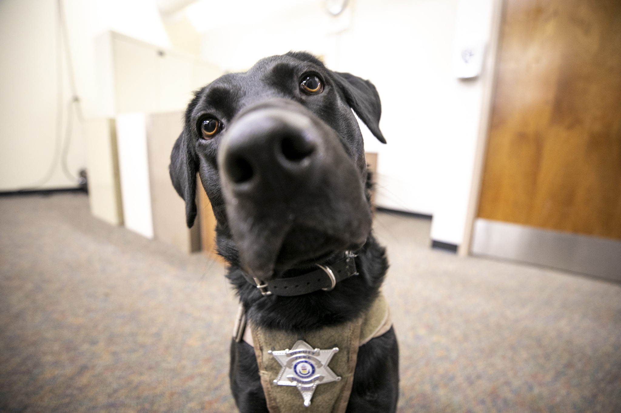 Zeke the police dog has a nose for cell phones and other electronic devices