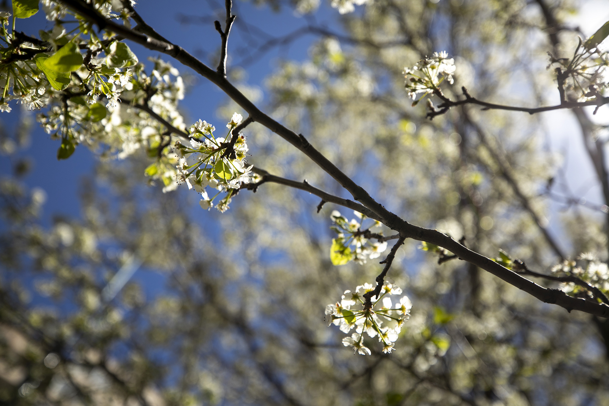 State Forest Service awards $1.6 million to improve urban tree canopies ...
