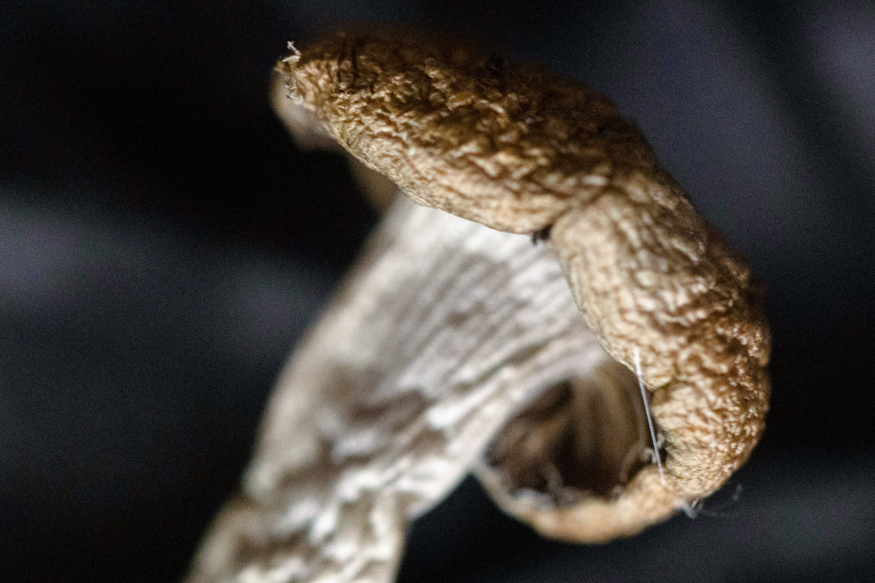 The Colorado psychedelic mushroom experiment has arrived