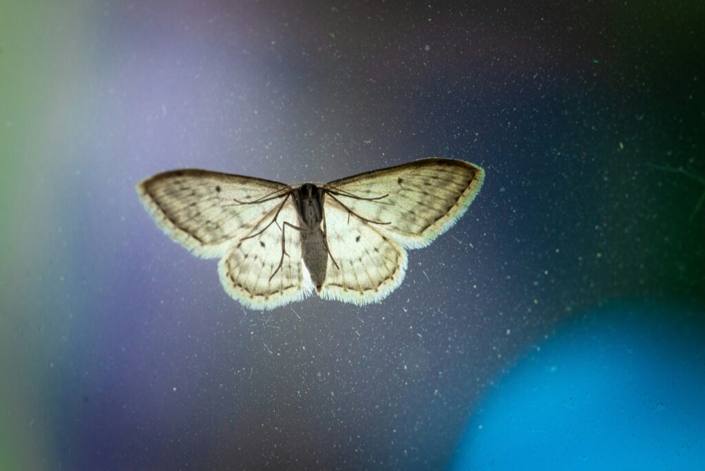 Miller moths are coming — here’s how to moth-proof your home