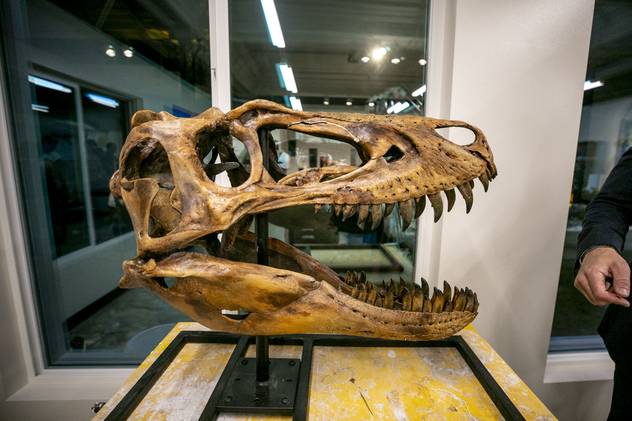 The kids who unearthed 'Teen Rex' | Colorado Public Radio