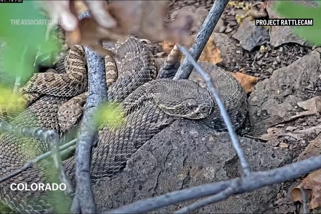 Watch these newborn rattlesnakes at a Colorado 'mega den' make their ...