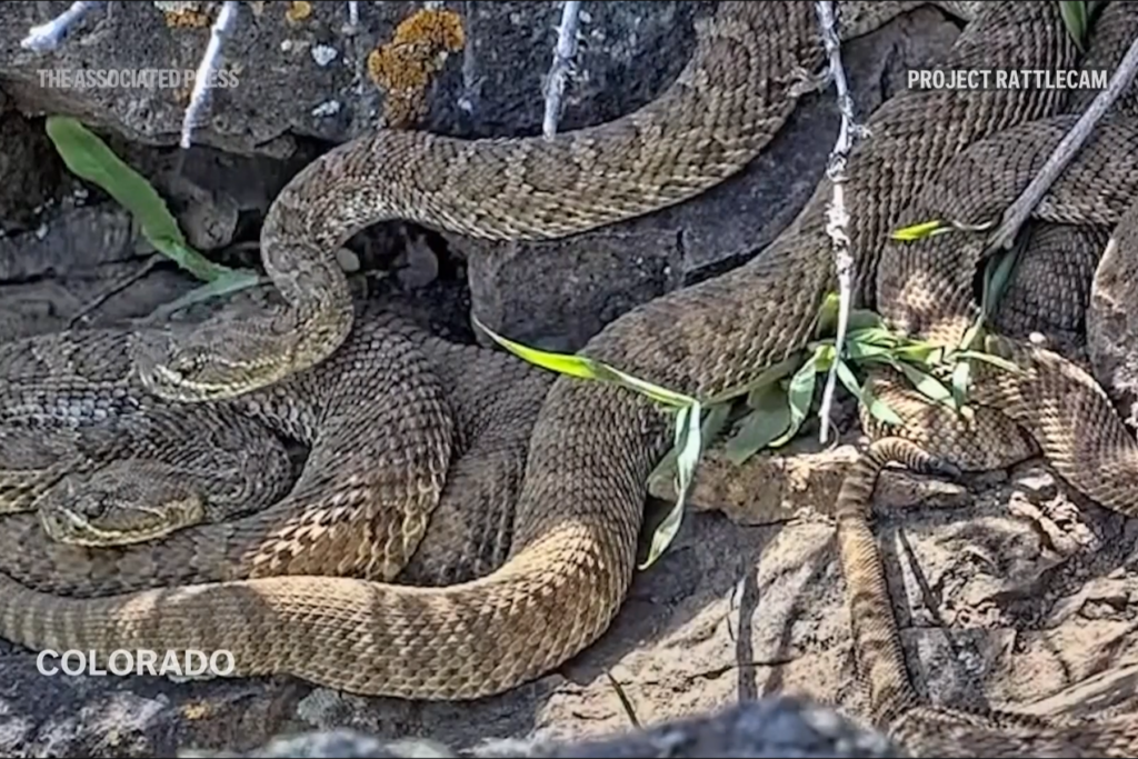 Webcam monitors hundreds of rattlesnakes at a Colorado 'mega den' for ...