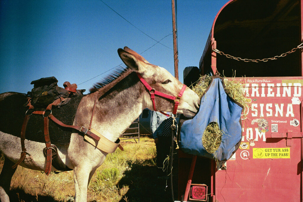 Fairplay’s ‘Burro Days’ clops along into its 75th year