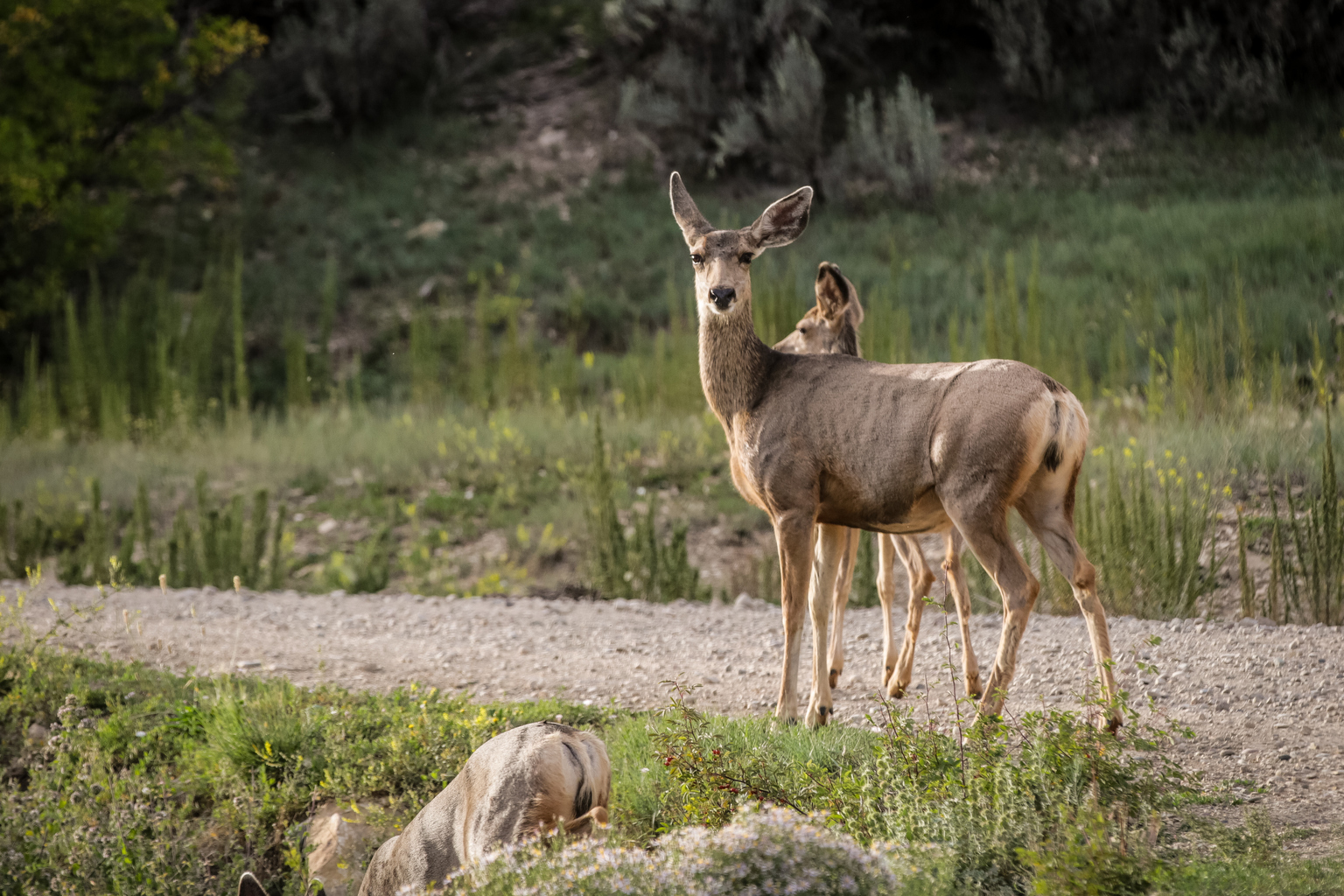 Chaffee County works to address high instances of wildlife related car ...