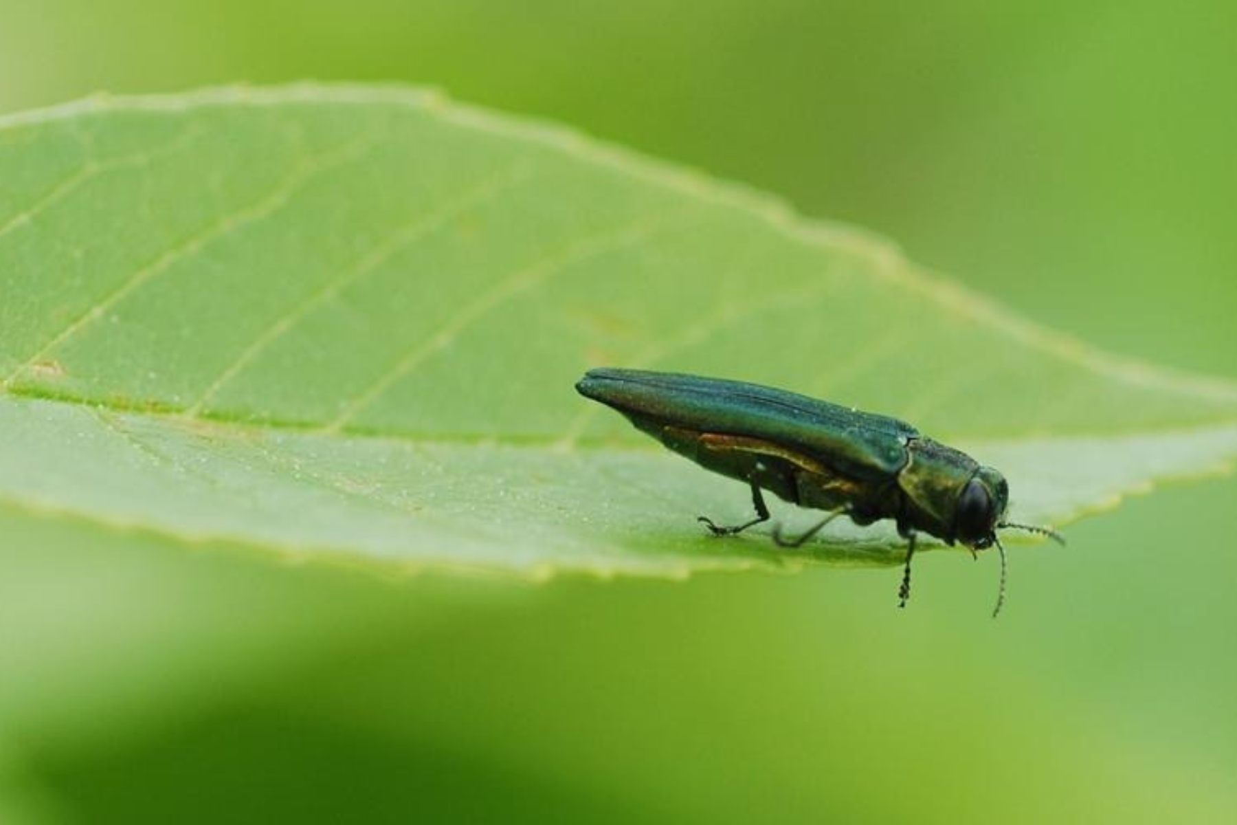 Firewood Ash Beetles Emerald Ash Borer! Damage To The Wood.