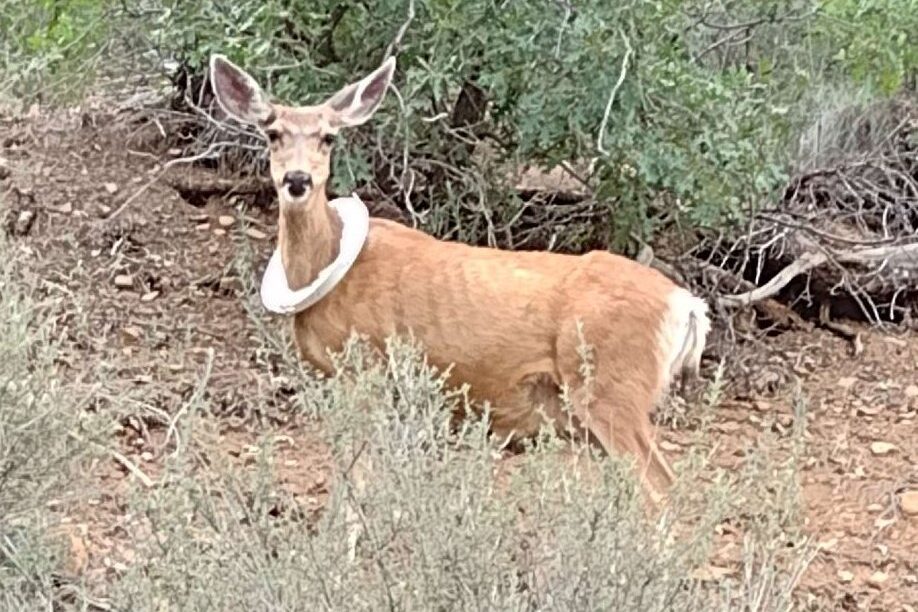 Mule deer with bucket lid around its neck for weeks rescued by Colorado ...