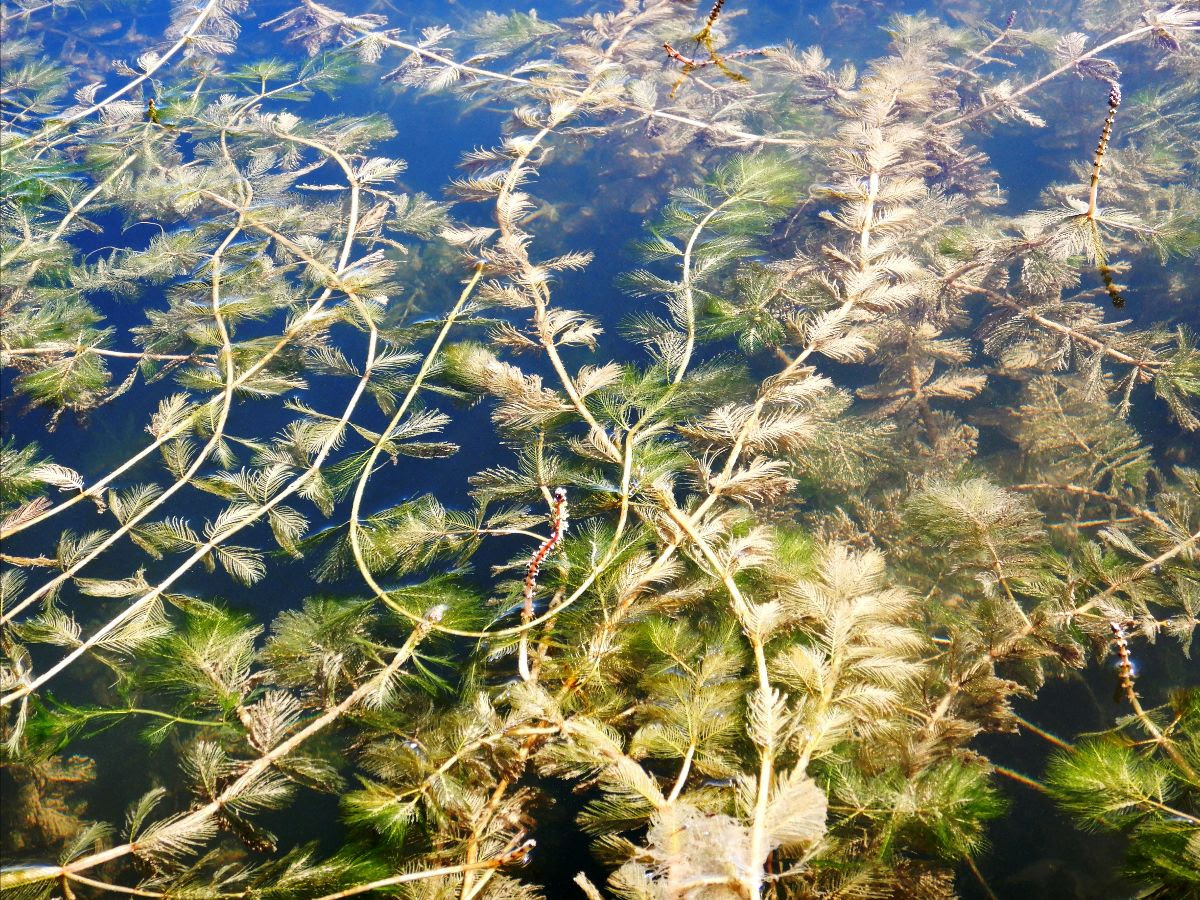 Invasive water plant found at popular recreation area in Pueblo ...