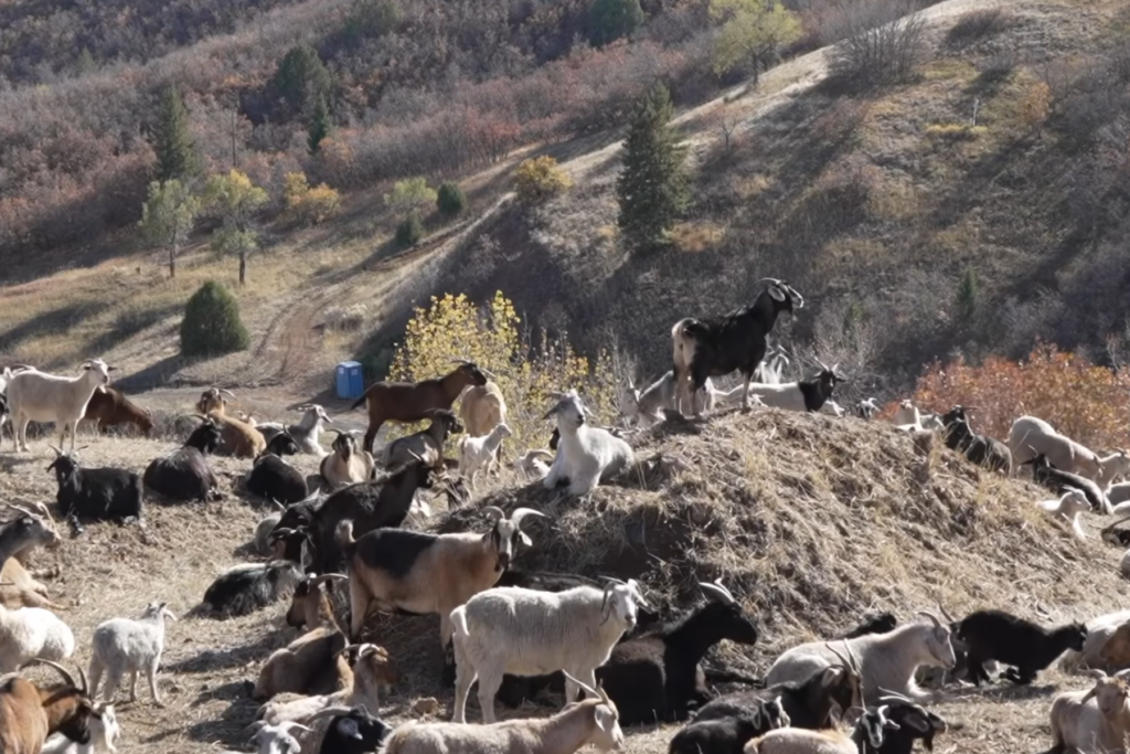 Fire mitigation goats are back in action – this time at Lockheed Martin ...