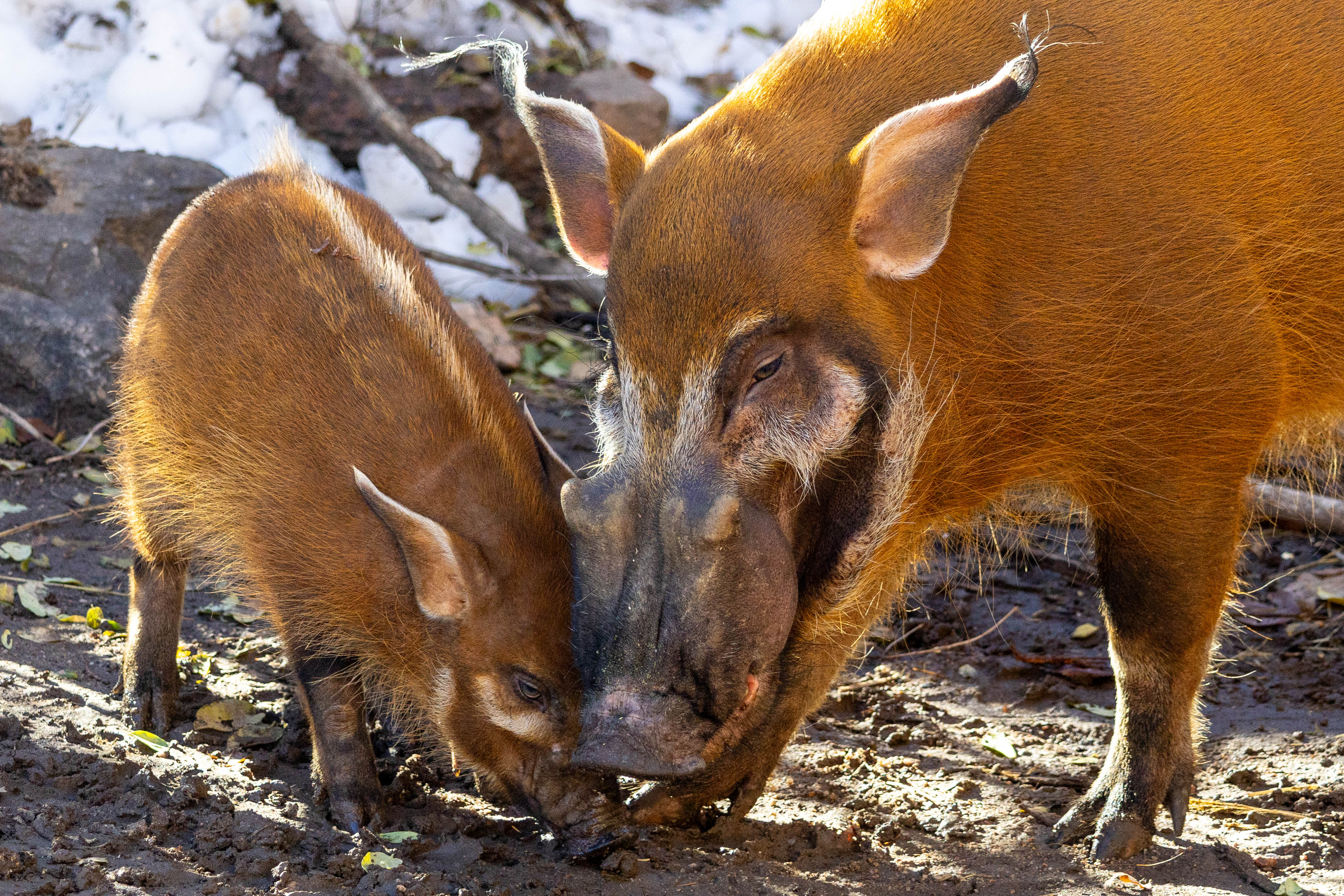 Rooting and wallowing in the dirt, along with snacks and naps, are all ...
