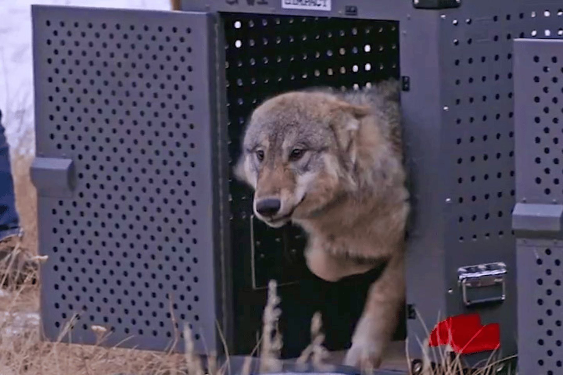 Colorado is releasing more wolves. Here’s what we know