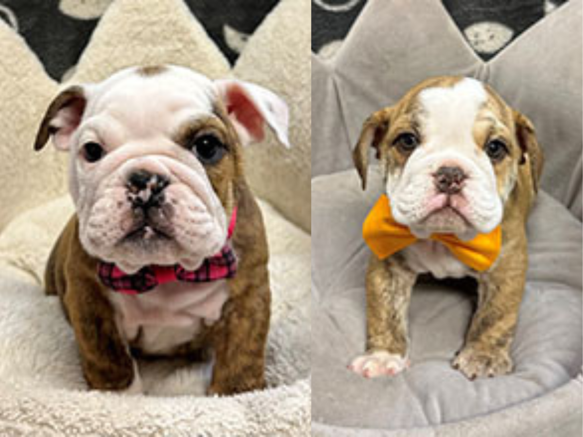 Thieves fake seizure to nab pricey bulldogs from Colorado pet store ...