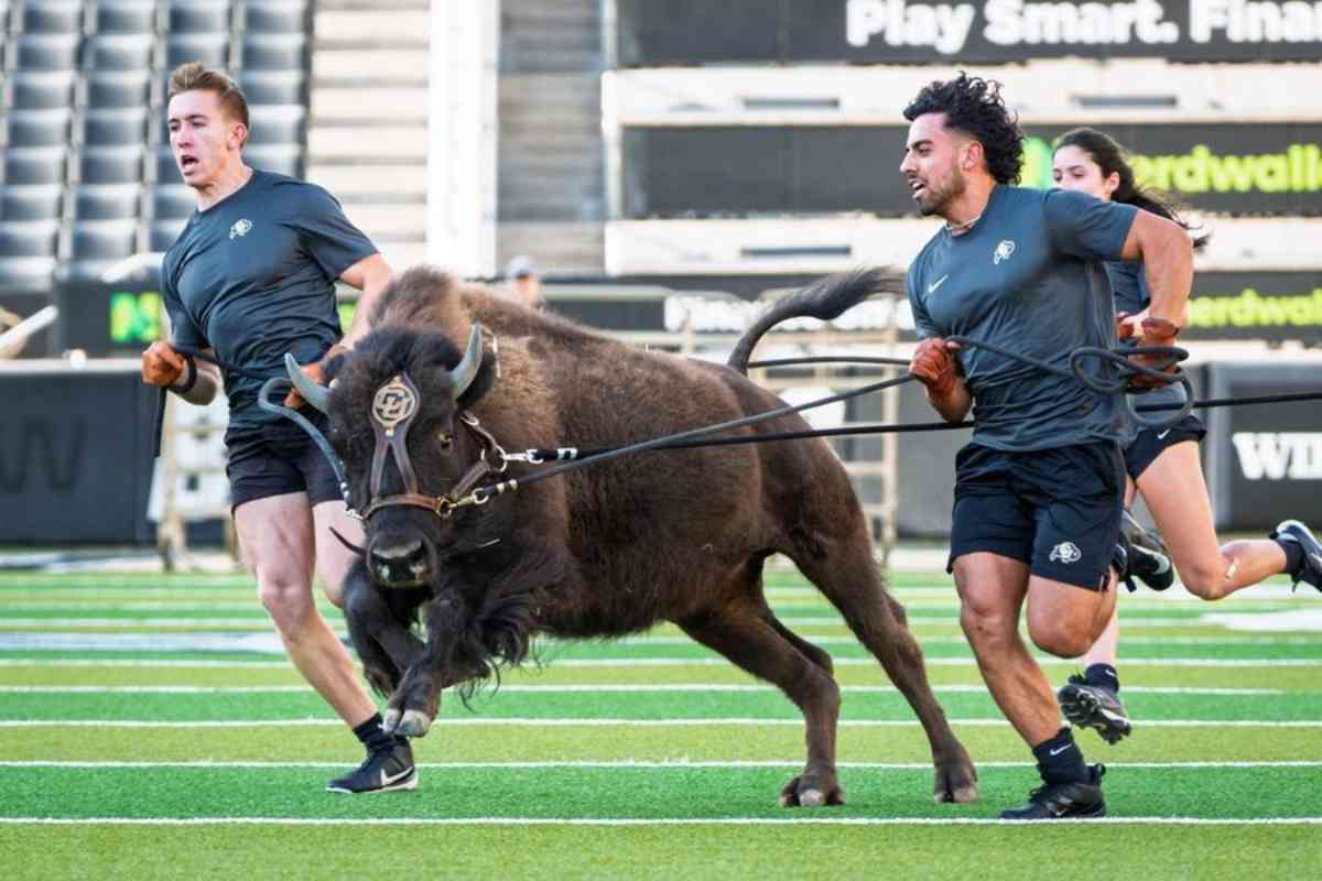 Cu Ralphie Logo