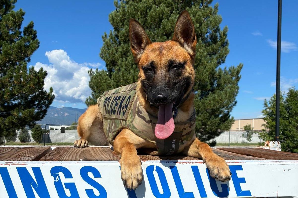 Colorado Springs Police K9 set to be discharged from veterinary ...