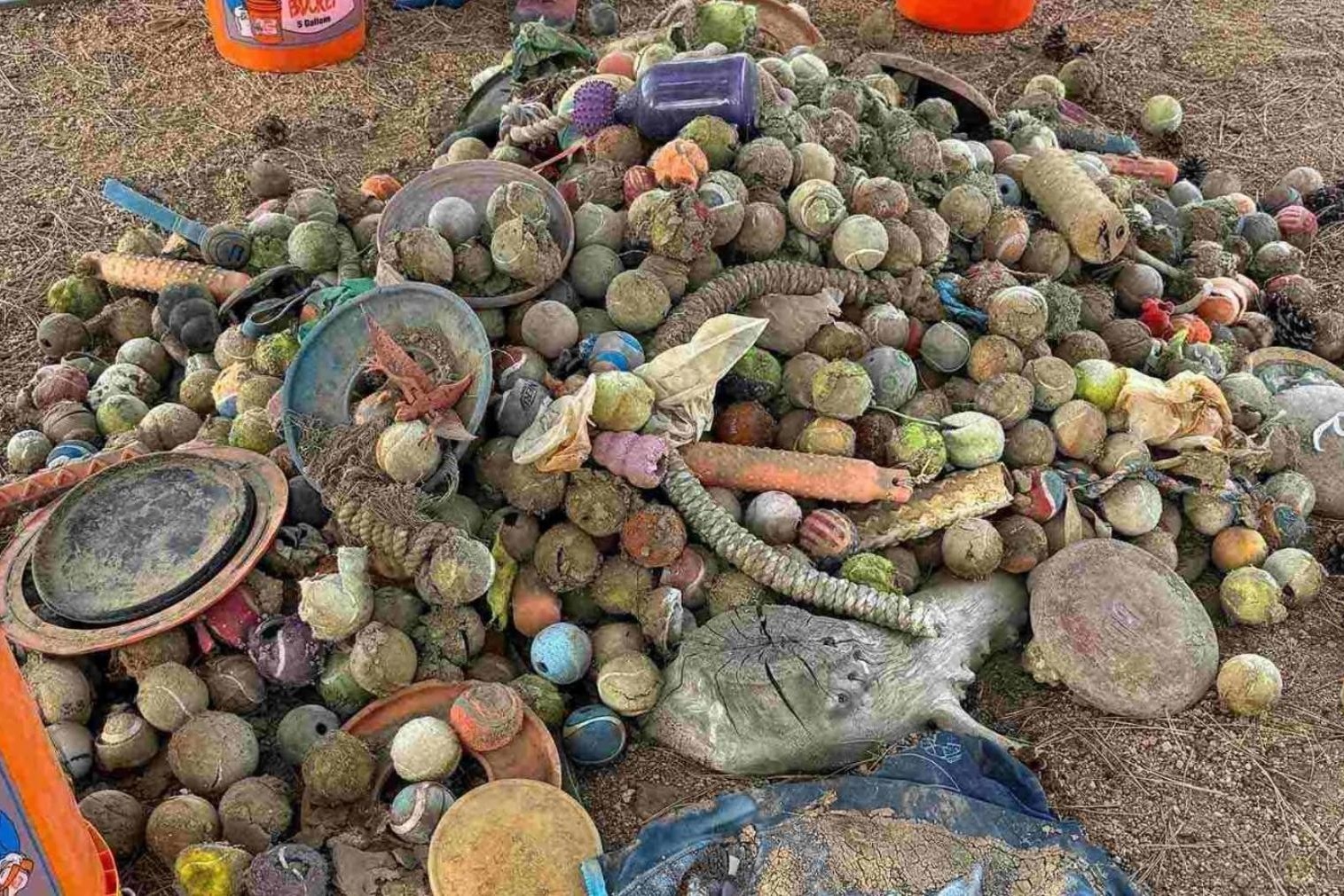 1,000 lost dog toys are part of health concerns leading to permanent ...