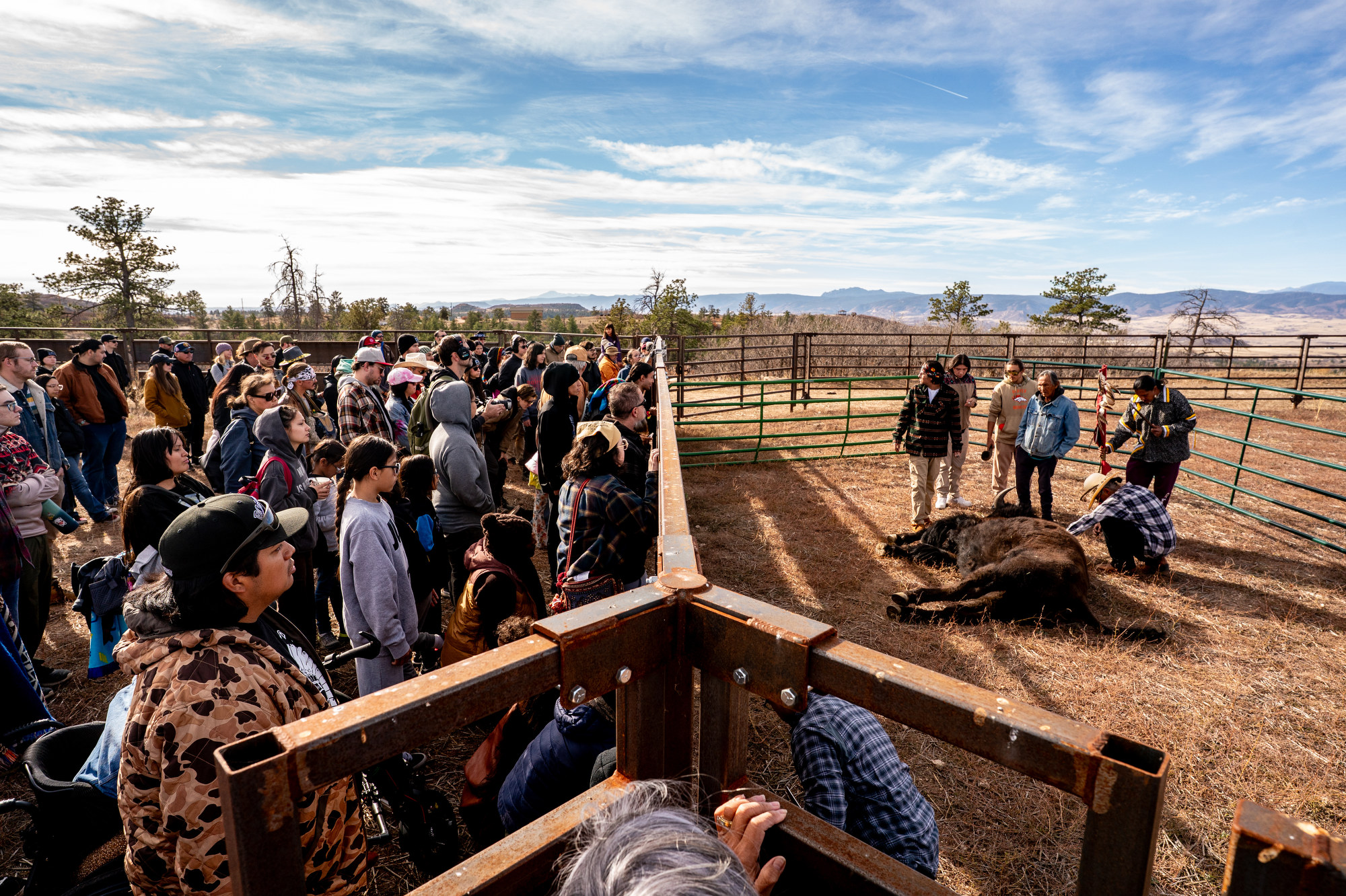 Denver’s bison were once zoo animals. Now they’re food and sustenance ...